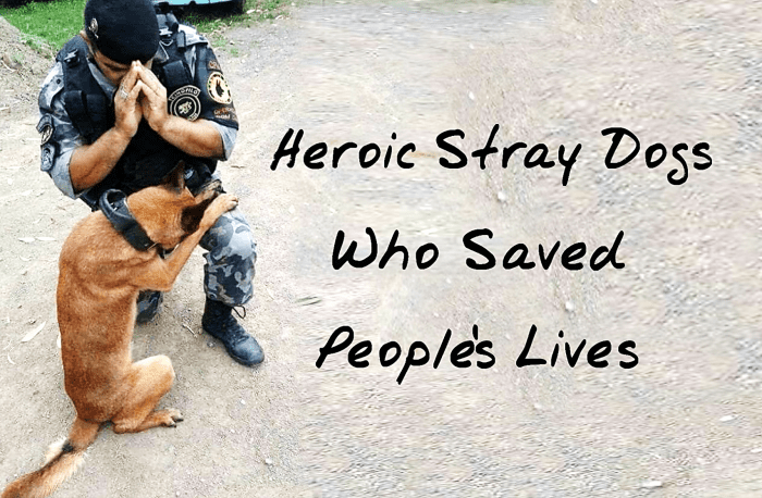 15 Heroic Stray Dogs Who Saved People's Lives - HubPages