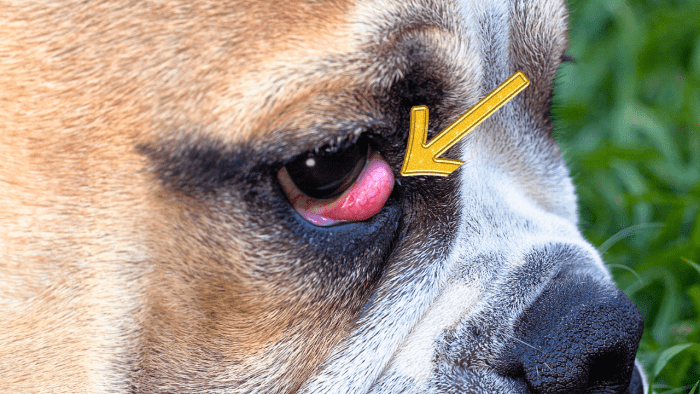 Why Is My Dog's Third Eyelid Showing? 7 Common Causes - PetHelpful