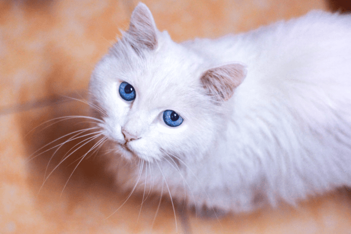 21 Most Beautiful Cat Breeds - HubPages