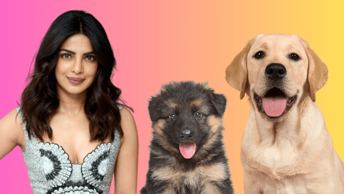 100+ Indian Celebrity Dog Names - HubPages