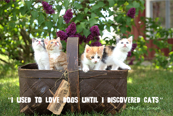 National Cat Day: Cat Day Quotes And Wishes - HubPages