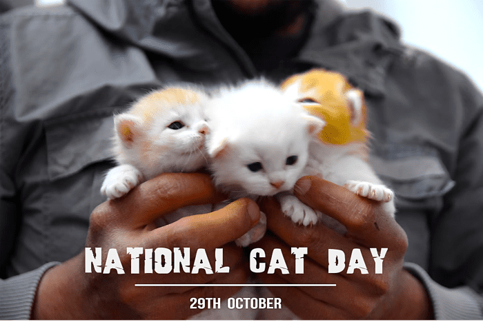 National Cat Day: Cat Day Quotes And Wishes - HubPages