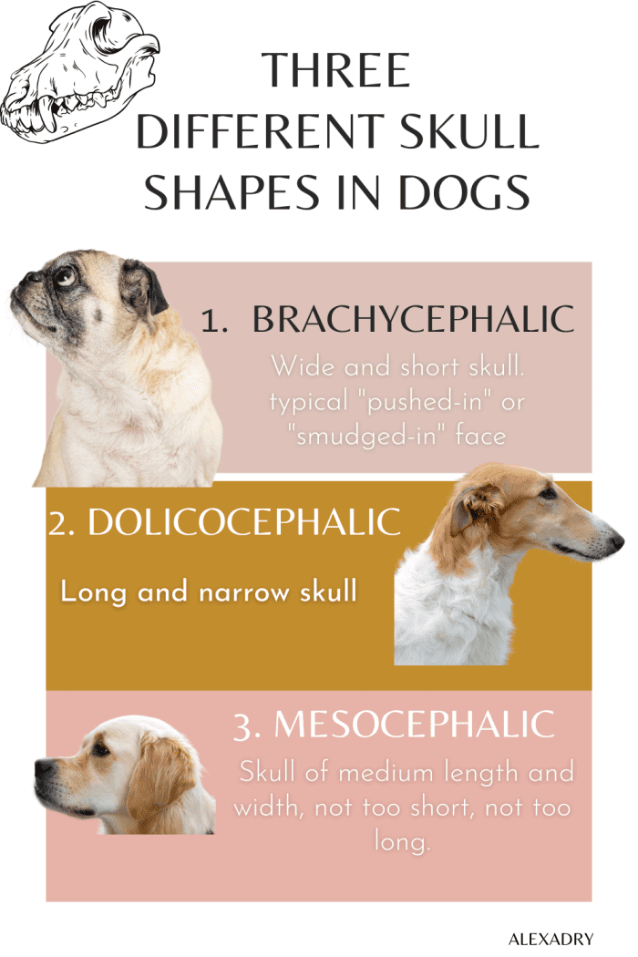 How Is a Pug's Skull Different From a Normal Dog? - HubPages