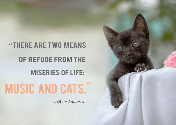 National Cat Day: Cat Day Quotes And Wishes - HubPages