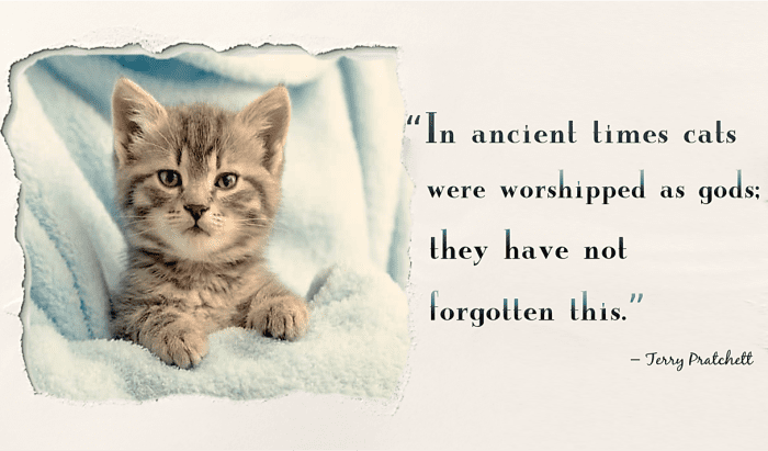 National Cat Day: Cat Day Quotes And Wishes - HubPages