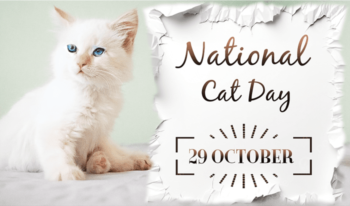 National Cat Day: Cat Day Quotes And Wishes - HubPages