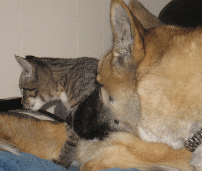 What Research Reveals About the Relationships Between Cats and Dogs ...