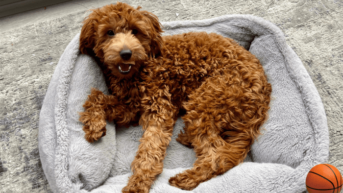 When Will My Hyper Goldendoodle Calm Down? - HubPages
