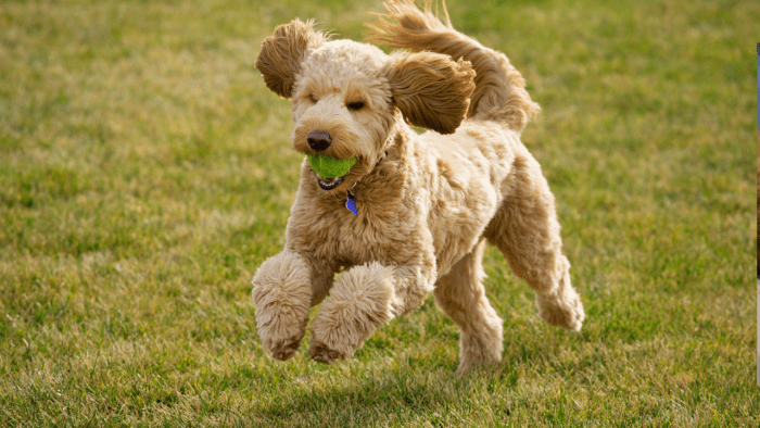 When Will My Hyper Goldendoodle Calm Down? - HubPages