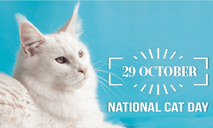 National Cat Day: Cat Day Quotes And Wishes - HubPages