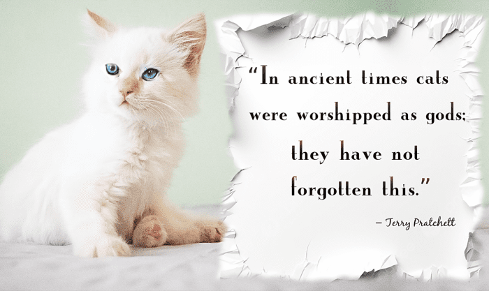 International Cat Day: 50+ Cat Day Quotes And Wishes - HubPages
