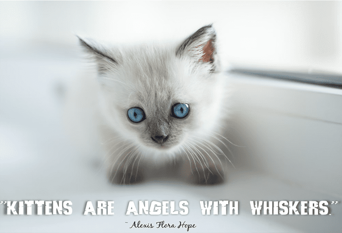 International Cat Day: 50+ Cat Day Quotes And Wishes - HubPages