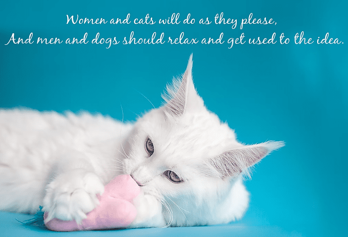 International Cat Day: 50+ Cat Day Quotes And Wishes - HubPages