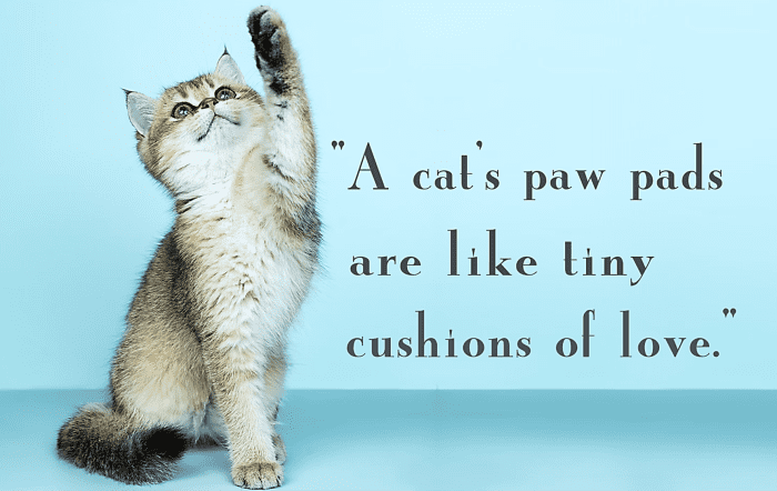 International Cat Day: 50+ Cat Day Quotes And Wishes - HubPages