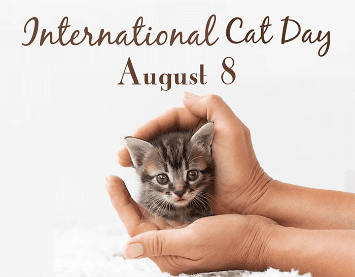 International Cat Day: 50+ Cat Day Quotes And Wishes - HubPages