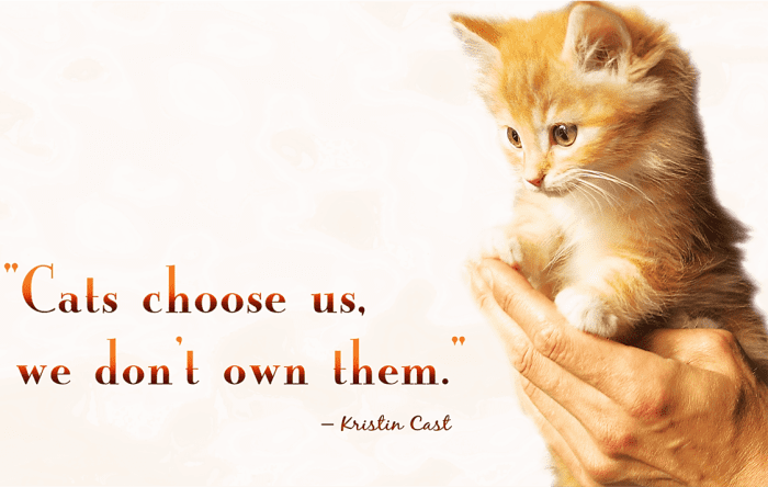 International Cat Day: 50+ Cat Day Quotes And Wishes - HubPages