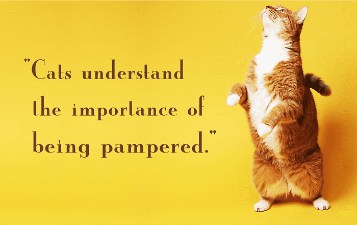 International Cat Day: 50+ Cat Day Quotes And Wishes - HubPages