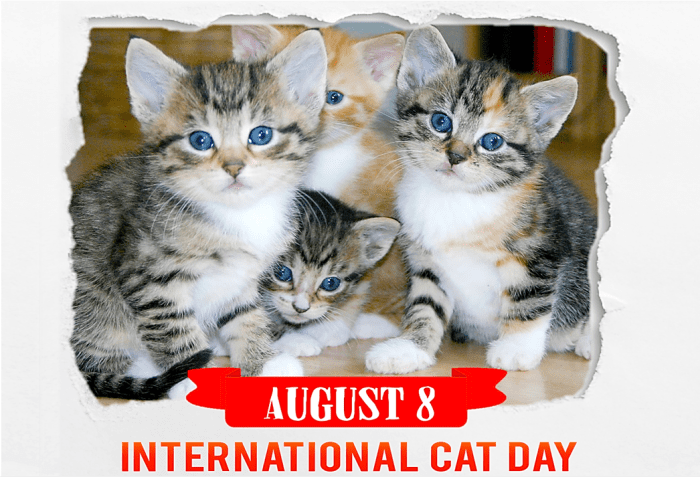 International Cat Day: 50+ Cat Day Quotes And Wishes - HubPages