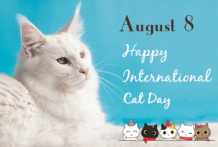 International Cat Day: 50+ Cat Day Quotes And Wishes - HubPages