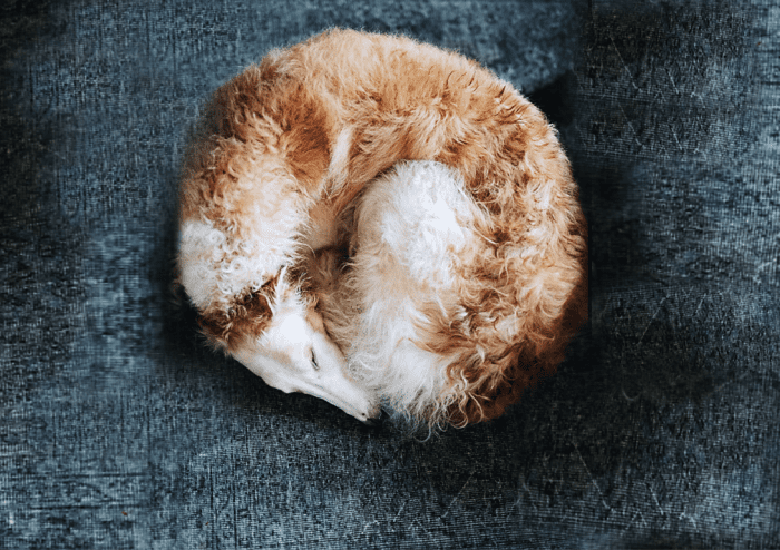 15 Unusual Looking Dogs With Rare Coats and Colors - HubPages