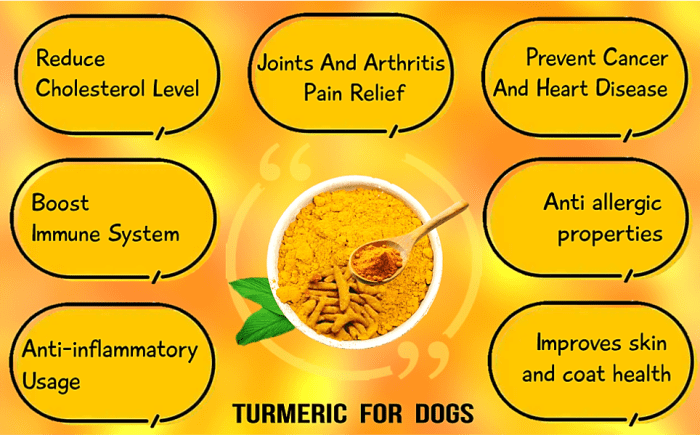 Surprising Health Benefits of Turmeric for Dogs - HubPages