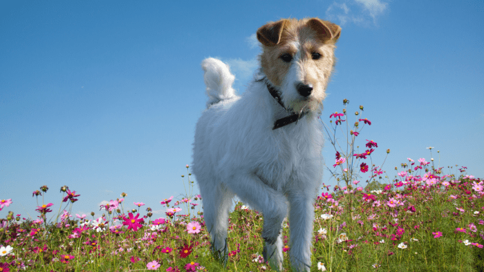 Top 5 Causes of Behavior Changes in Dogs - HubPages