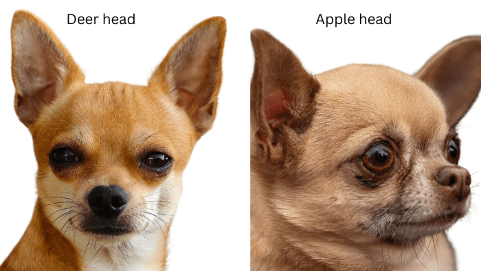 10 Facts and Things to Know About Deer Head Chihuahuas - HubPages