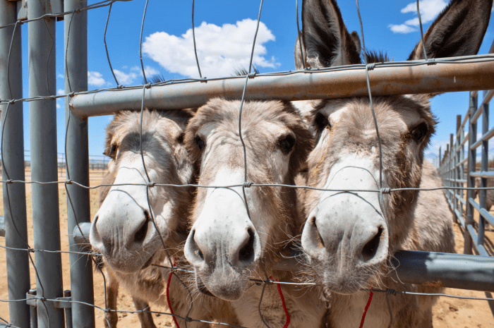 100+ Names for a Donkey: Ideas for a New Pet Burro - HubPages