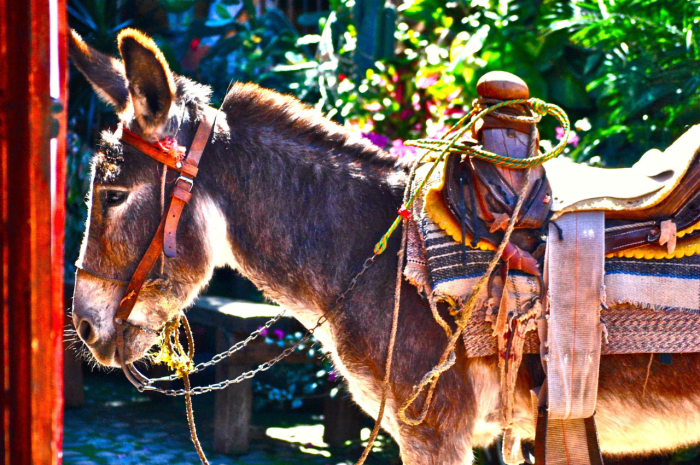 100+ Names for a Donkey: Ideas for a New Pet Burro - HubPages