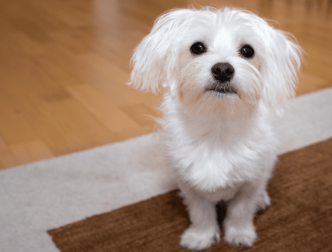 Litter Box Training a Dog: Pros, Cons, and Training Tips - HubPages