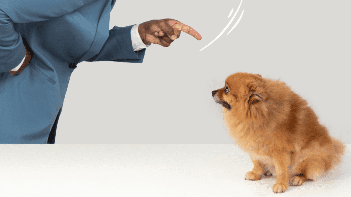 14 Ways to Stop Bad Dog Behaviors - HubPages