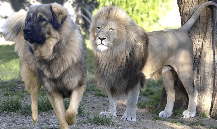 11 Dogs That Look Like Lions - HubPages