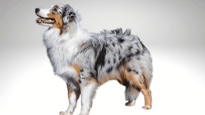15 Dog Coat Colors and Patterns - HubPages