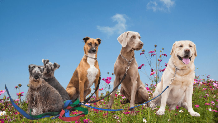 15 Dog Coat Colors and Patterns - HubPages