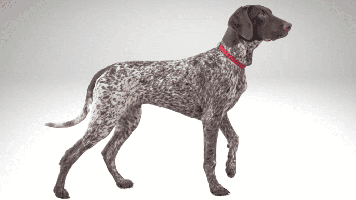 15 Dog Coat Colors and Patterns - HubPages