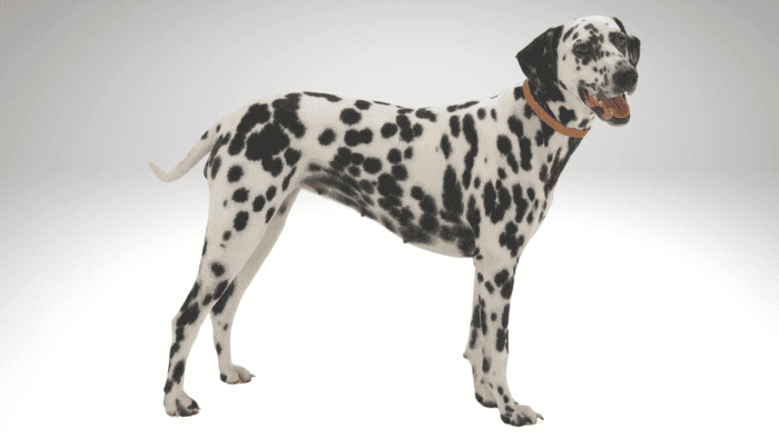 15 Dog Coat Colors and Patterns - HubPages