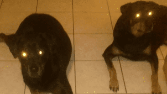 Are Dogs Scared of the Dark? 7 Causes of Nighttime Fears - HubPages