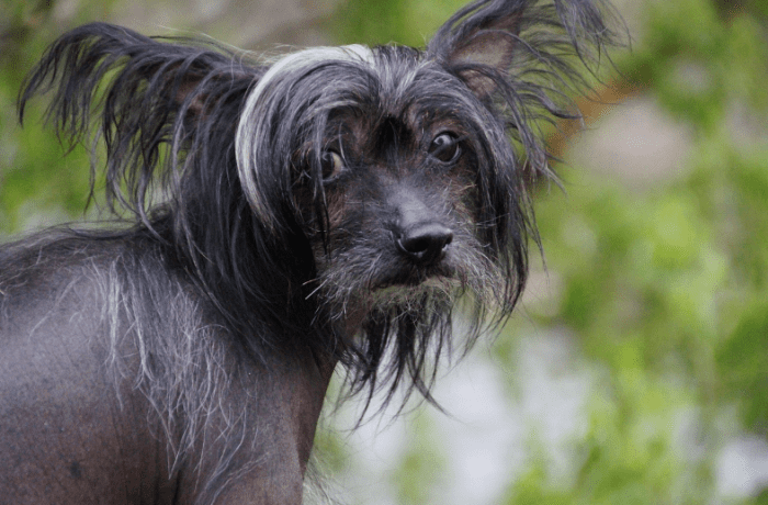 16 Weird Dog Breeds (With Pictures) - HubPages