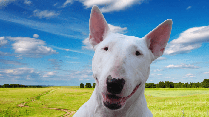 16 Weird Dog Breeds (With Pictures) - HubPages