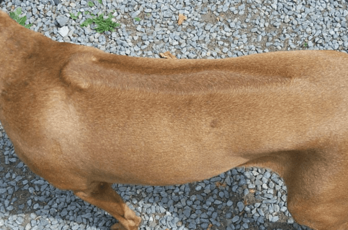 16 Weird Dog Breeds (With Pictures) - HubPages