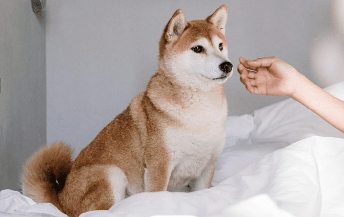 16 Weird Dog Breeds (With Pictures) - HubPages