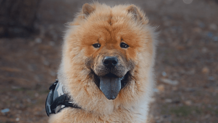 16 Weird Dog Breeds (With Pictures) - HubPages