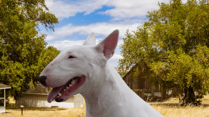 16 Weird Dog Breeds (With Pictures) - HubPages