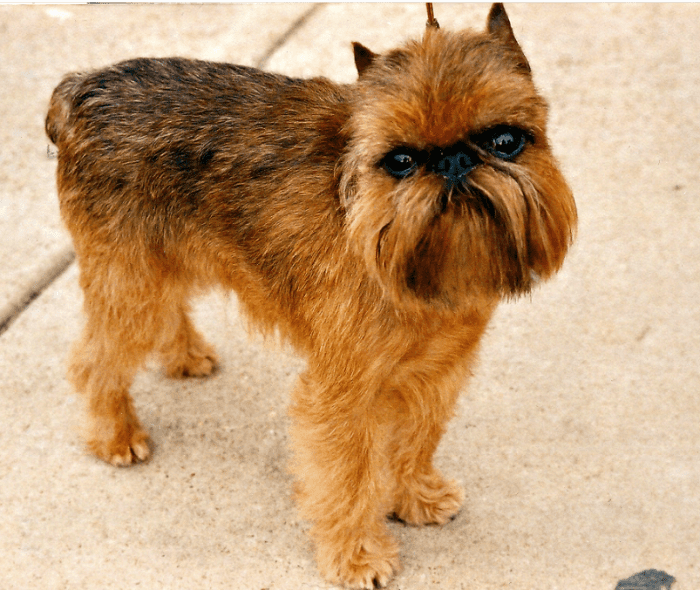 16 Weird Dog Breeds (With Pictures) - HubPages