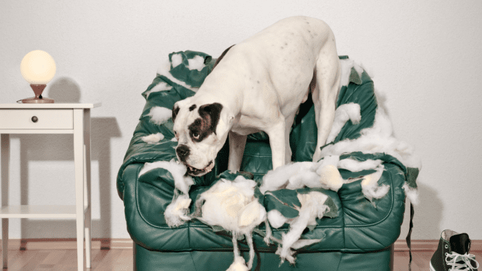 14 Ways to Stop Bad Dog Behaviors - HubPages