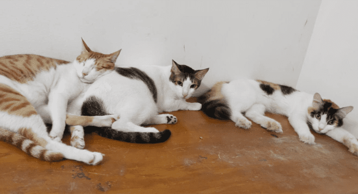 150+ Indian Cat Names With Meanings - HubPages