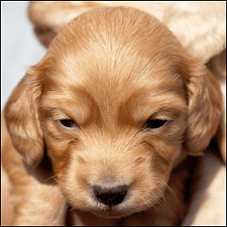 Names for Red Dogs - HubPages