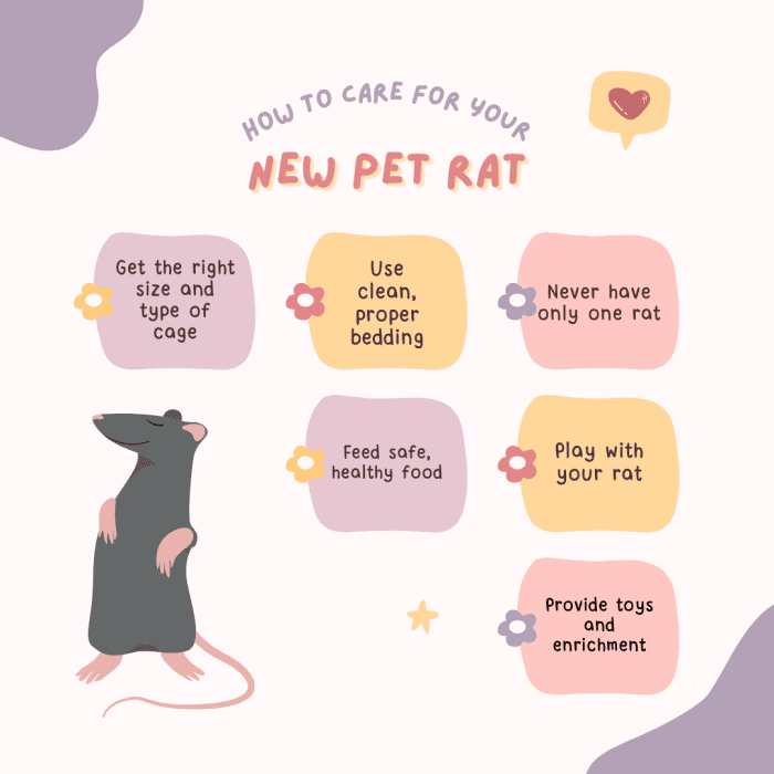 How to Care for a Pet Rat - HubPages