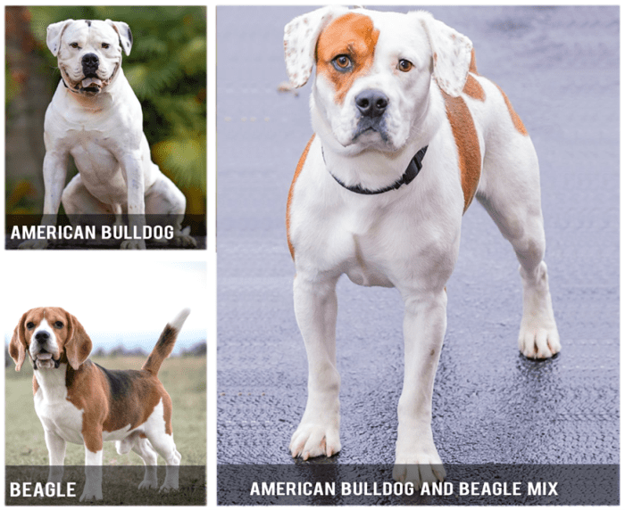 15 Most Popular American Bulldog Mix Dog Breeds - HubPages