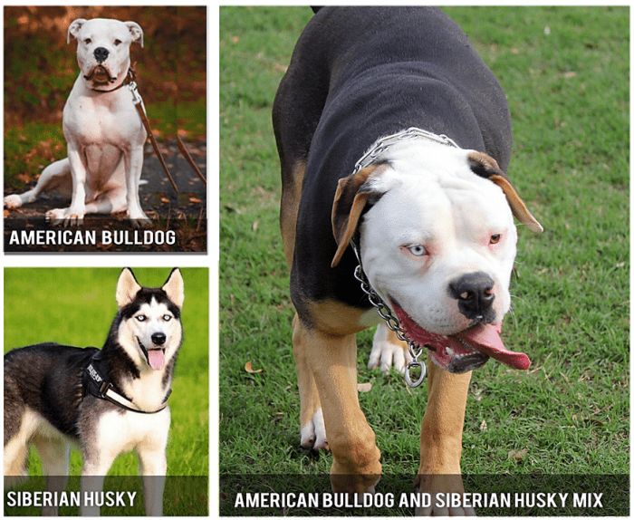 15 Most Popular American Bulldog Mix Dog Breeds - HubPages